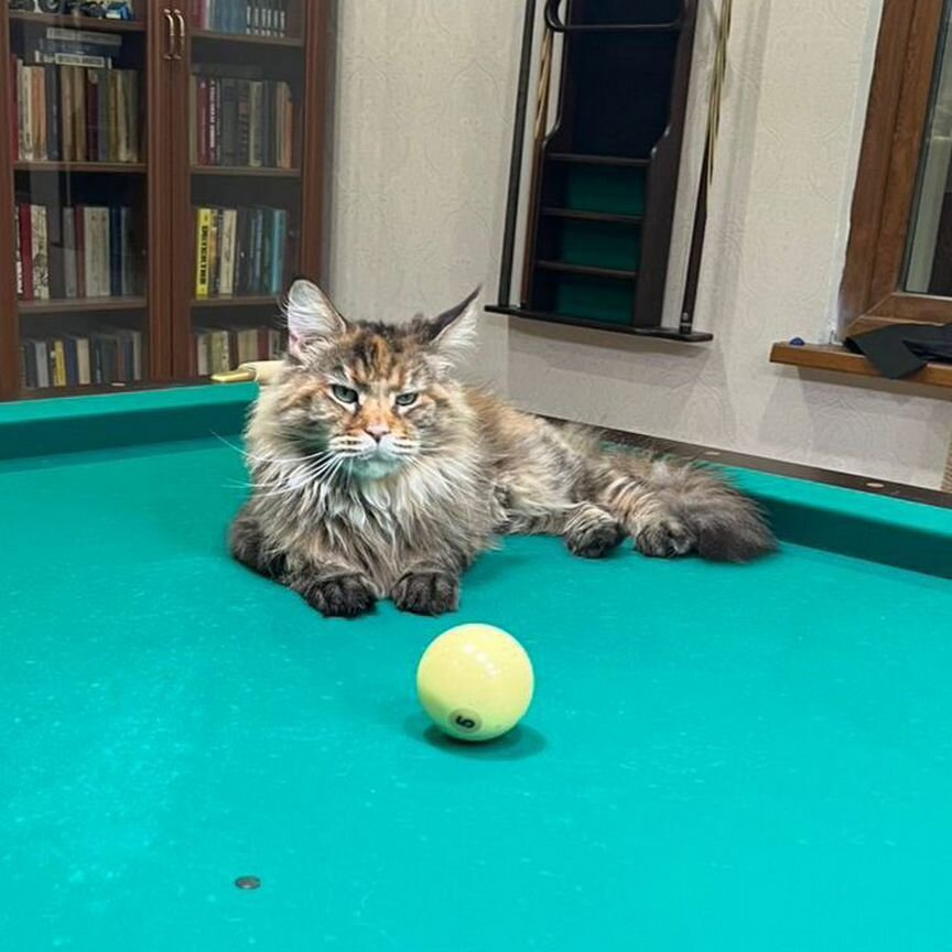 Бесплатно,в любимцы