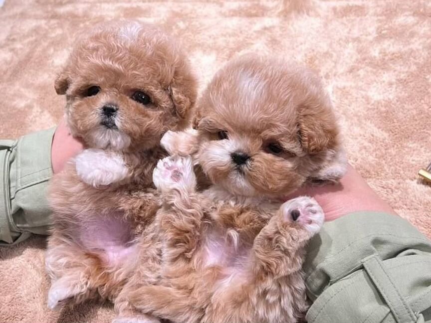 Мальтипу микро из Кореи