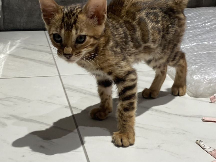Бенгальская кошка в добрые руки