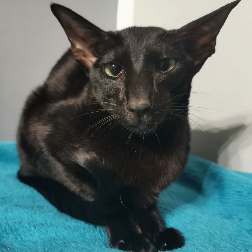 Ориентальная кошка в добрые руки