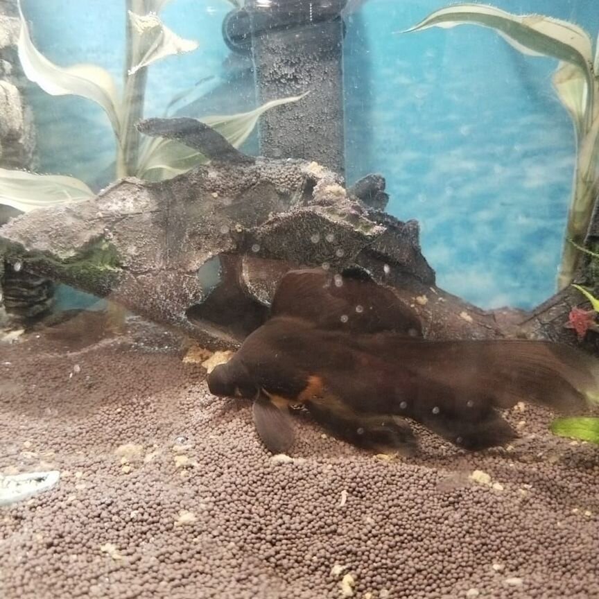 Телескоп с большим хвостом, чёрный