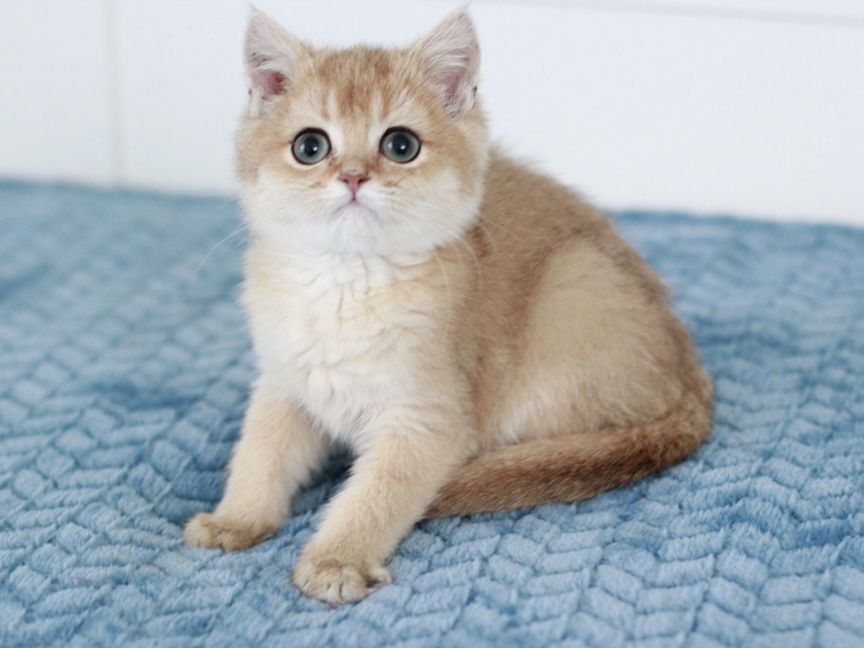 Британский кот,золотая шиншилла,глаза-изумруды