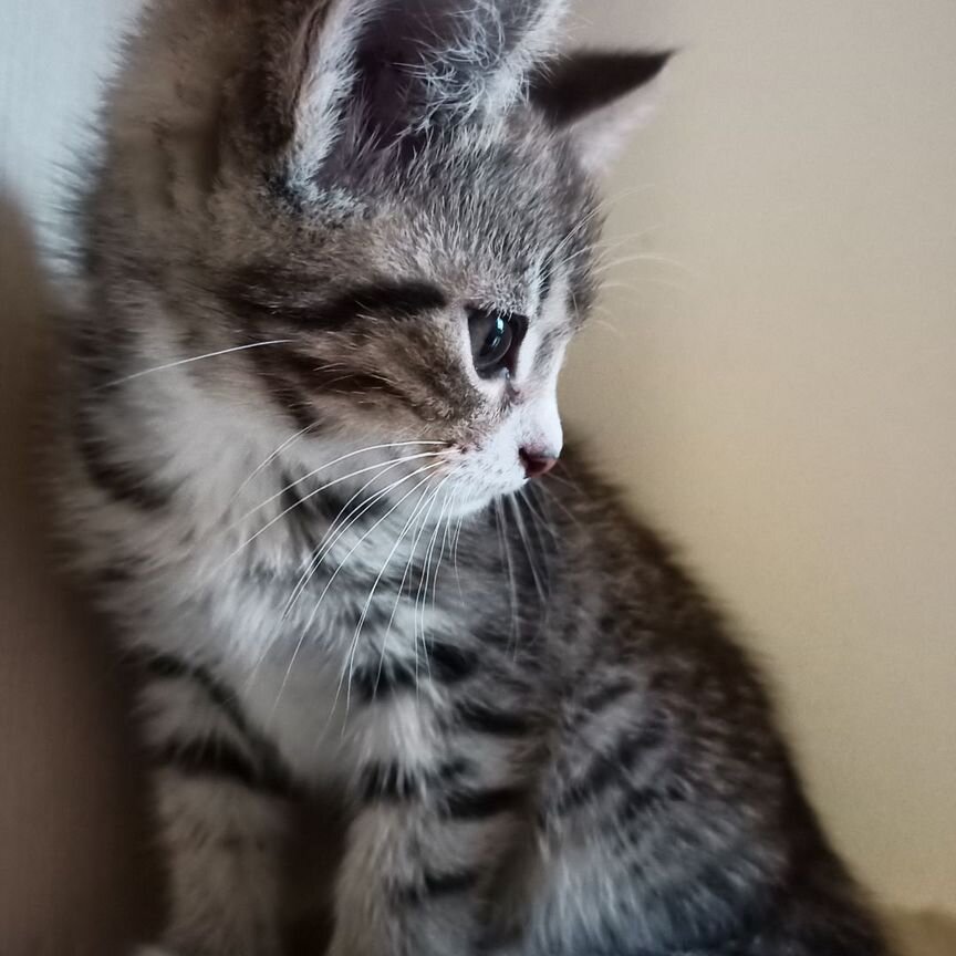 Котенок мальчик Шотландский