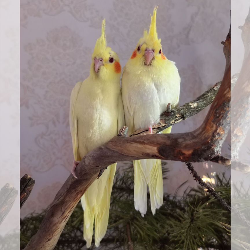 Попугай корелла птенец