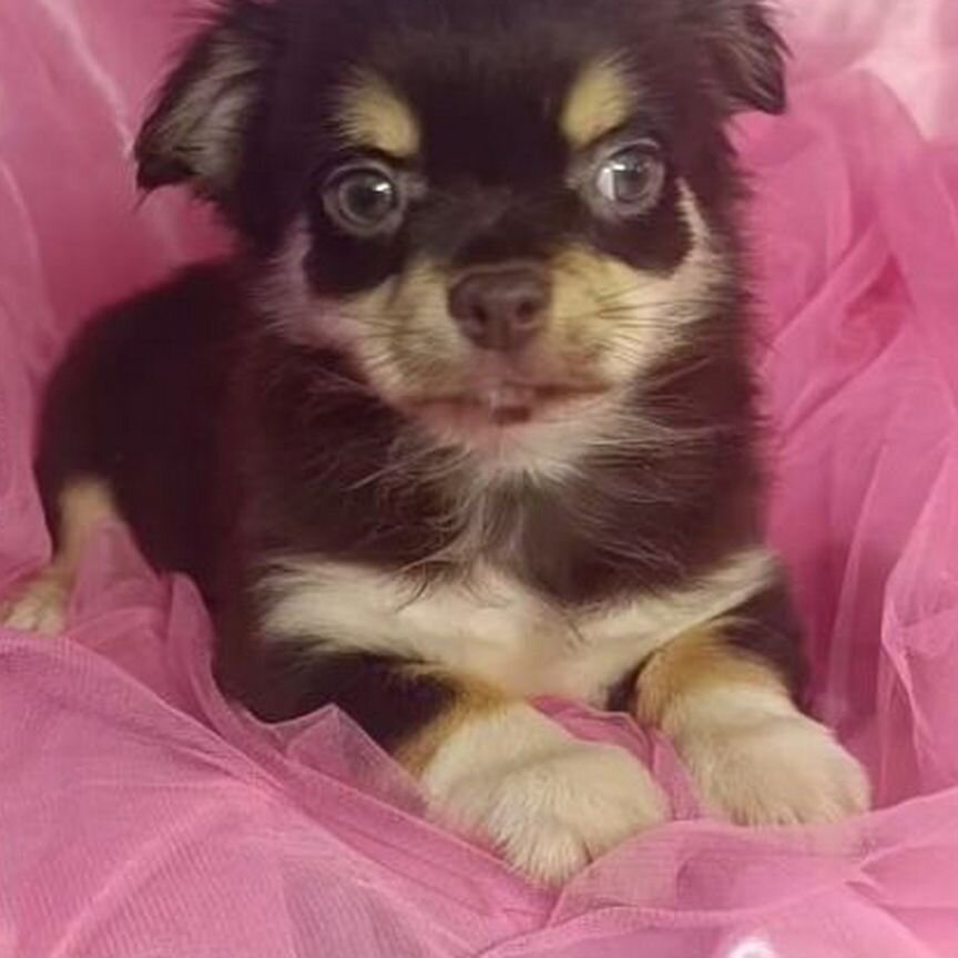 Щенки чихуахуа