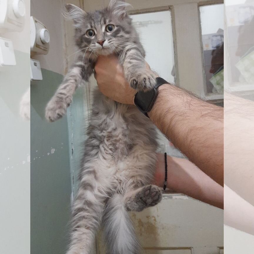 Нужен дом взяли на одну ночь не могут держать