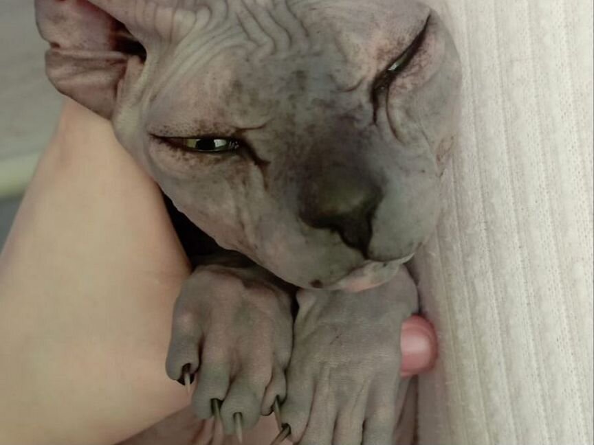 Канадский сфинкс кошка