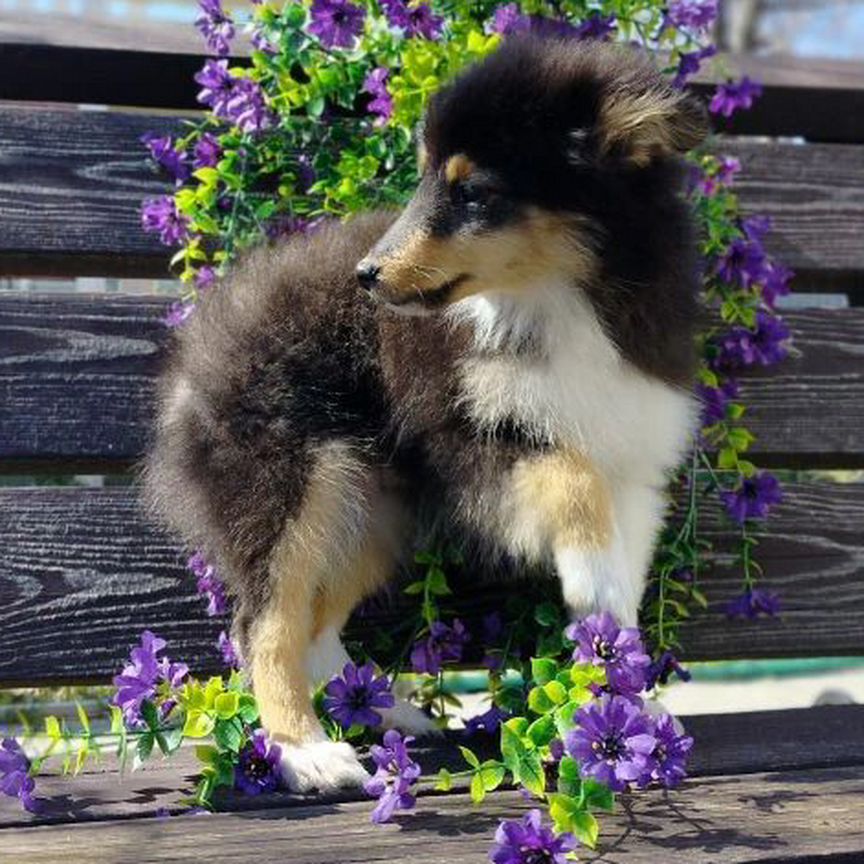 Шелти, щенок