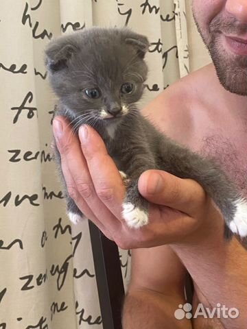 Вислоухие котята