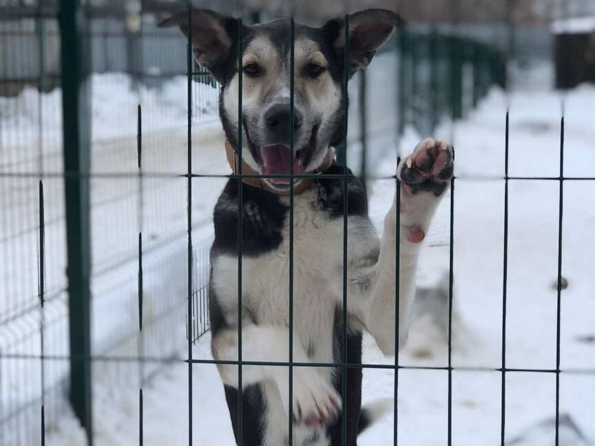 Классный пес в приюте