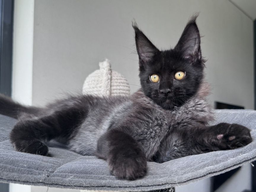 Черная девочка Мейн Кун