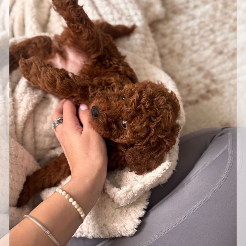 Мальтипу Ред Браун