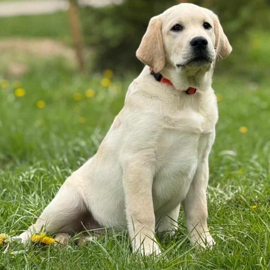 Лабрадор-ретривер, щенок