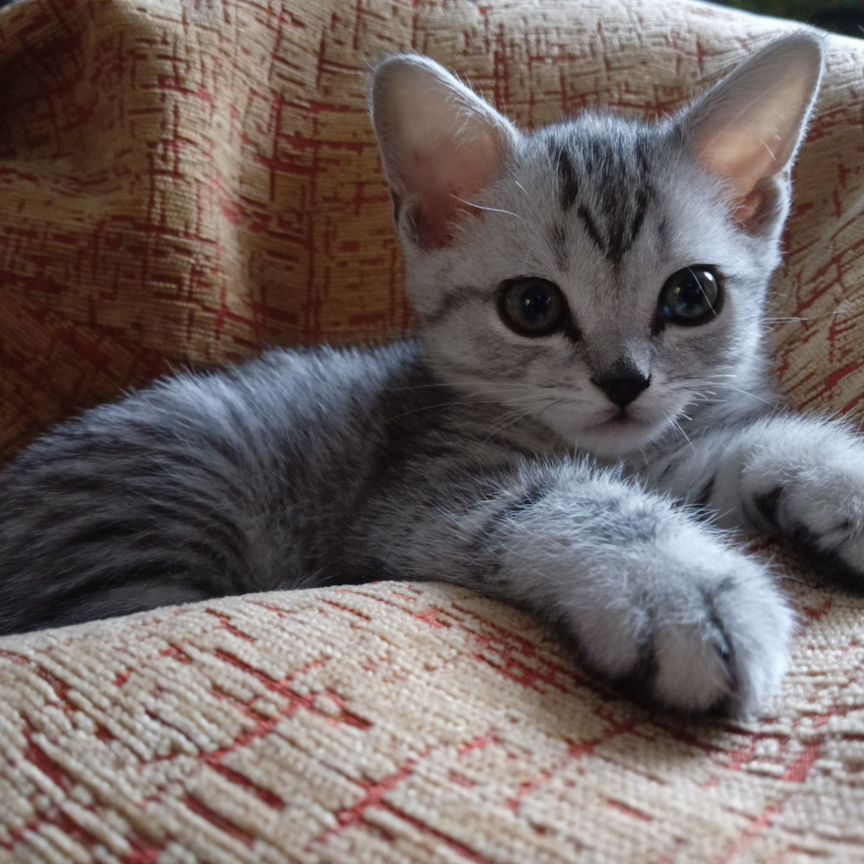 Британский котик