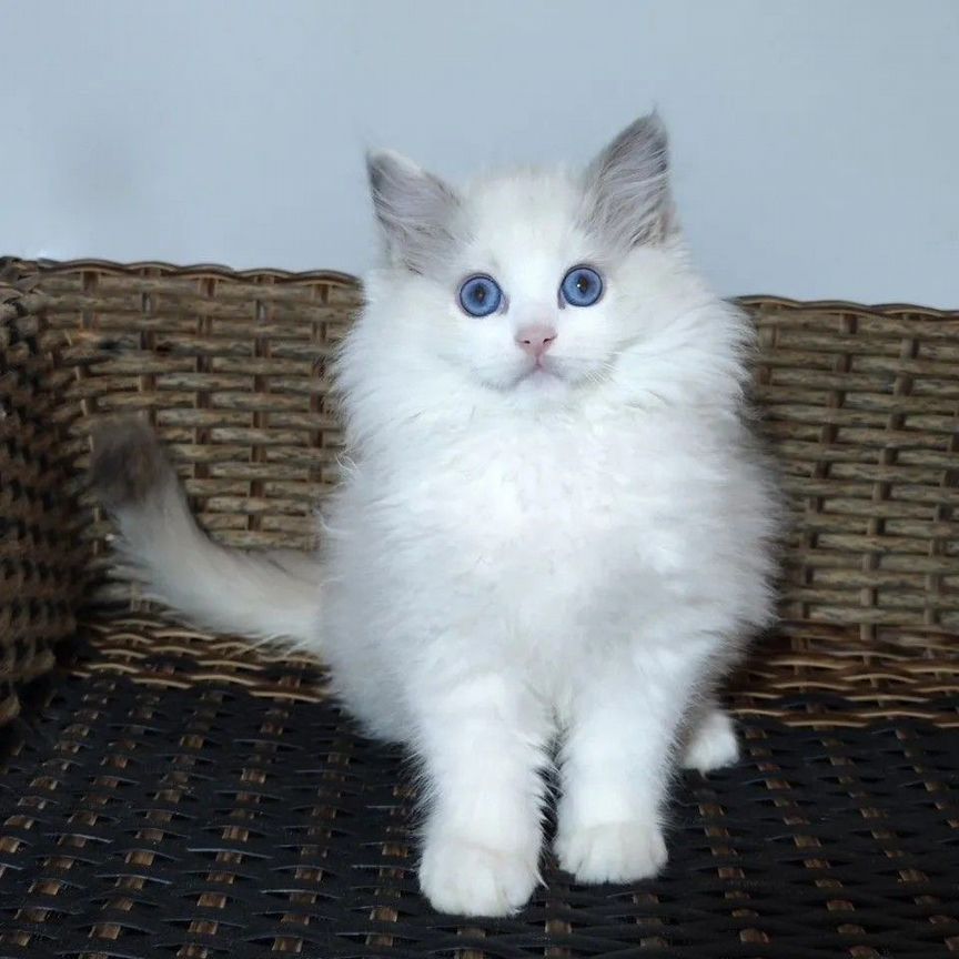 Роззи, девочка блюшечка рэгдолл