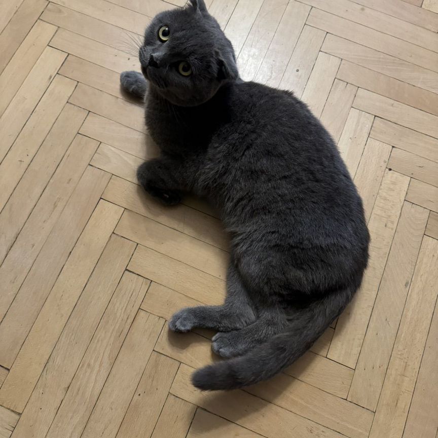 Шотландская вислоухая кошка в добрые руки