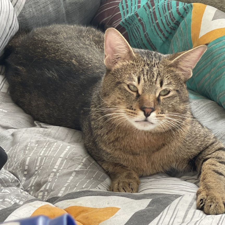 Чаузи, взрослый кот