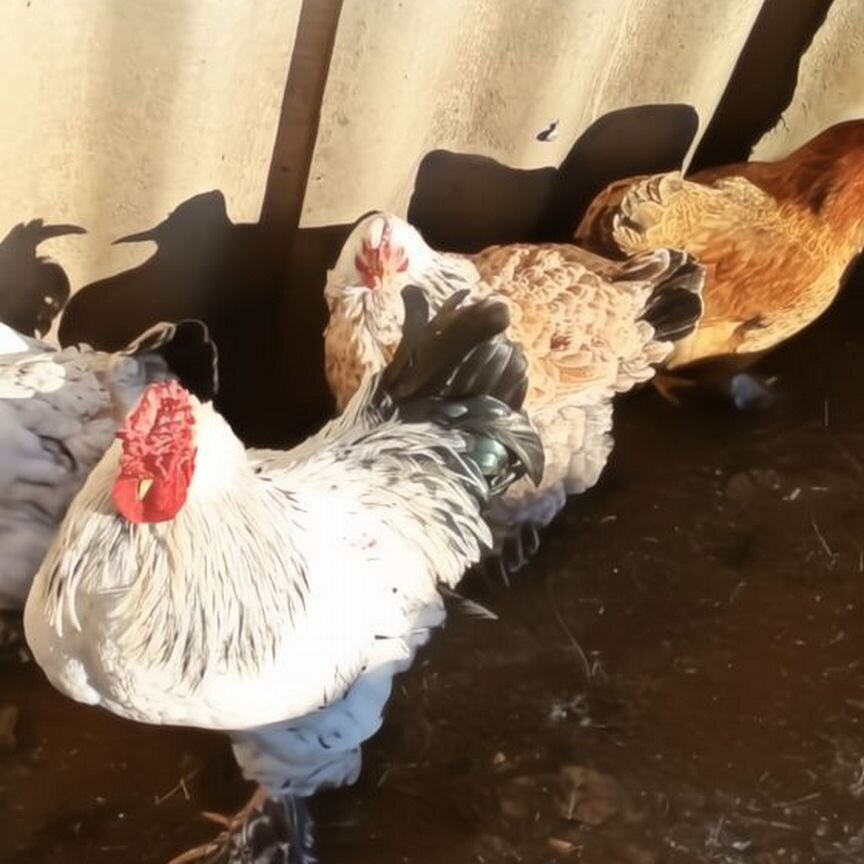 Продам курей