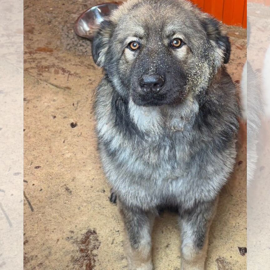 Помесь кавказской овчарки