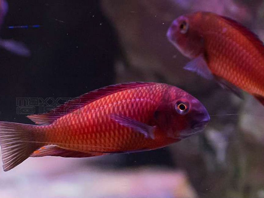 Стая Трофеусов Ндоле Ред Флюорисцент 13 хвостов