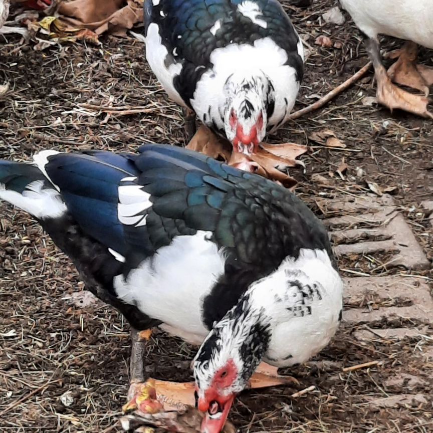 Мускусные утки