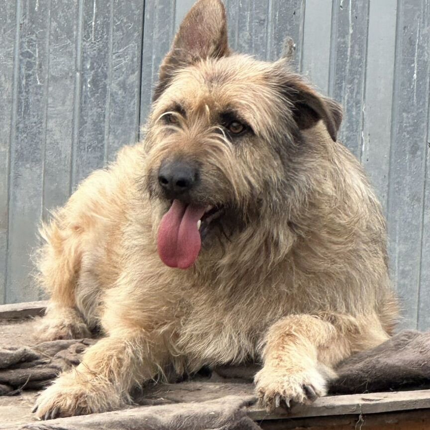 Взрослая собака в добрые руки