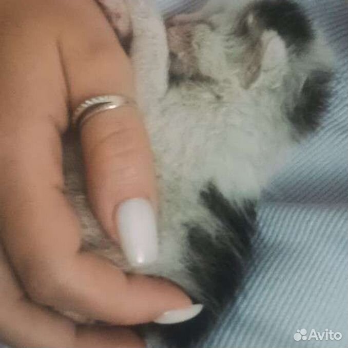 Новорожденный котёнок