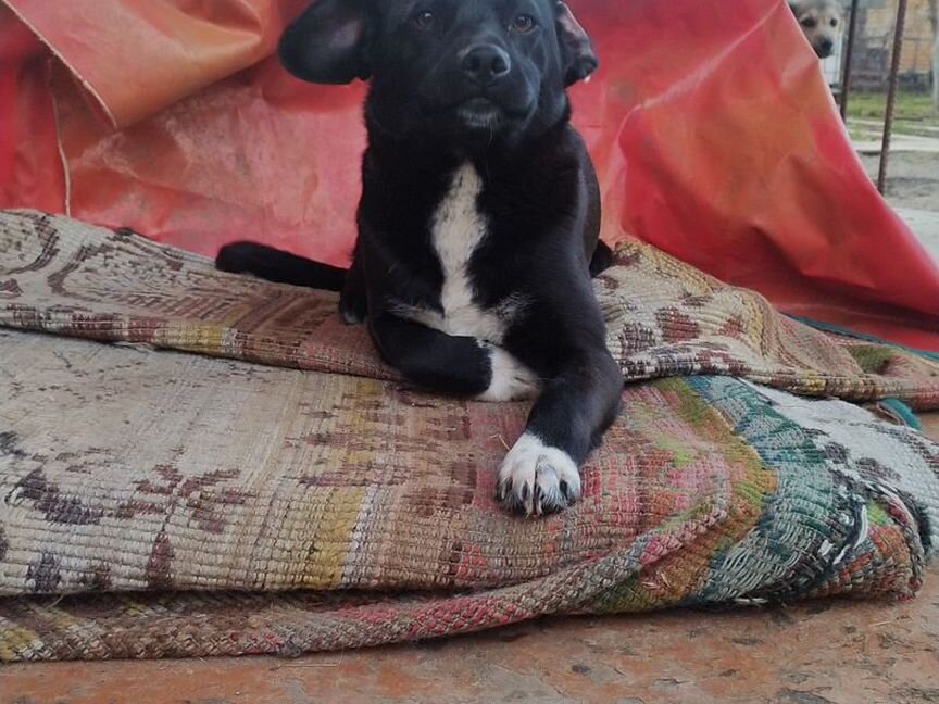 Банти ищет семью