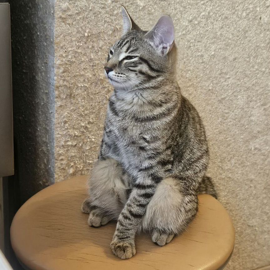 Котенок 7 месяцев