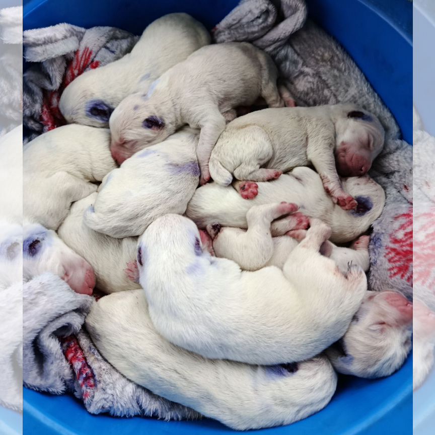 Среднеазиатская овчарка, щенок