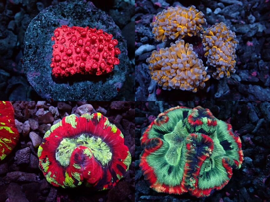 Морские кораллы