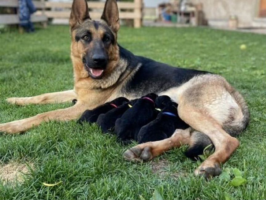 Щенки немецкой овчарки