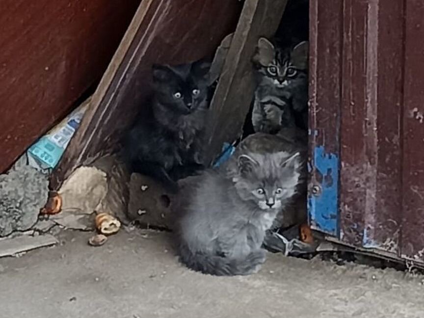 Маленькие котята замерзают на зеленом рынке