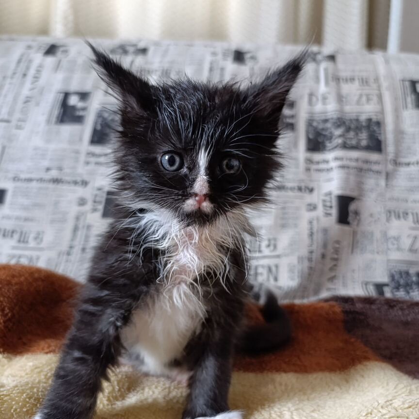 Котята мейн-кун