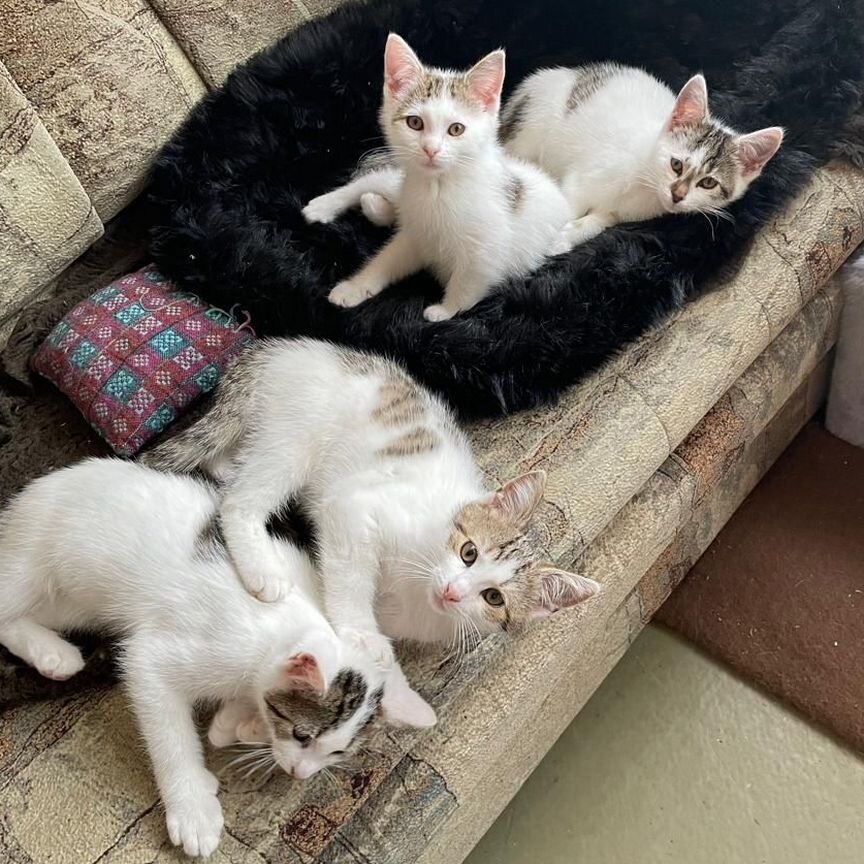 Маленькие белые котята в добрые руки