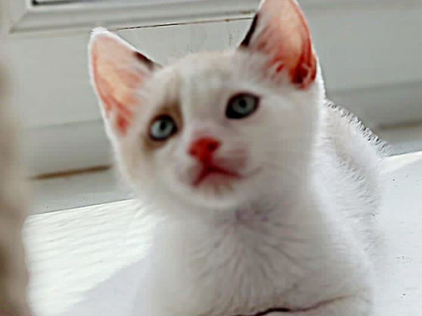 Кошка сноу-шу