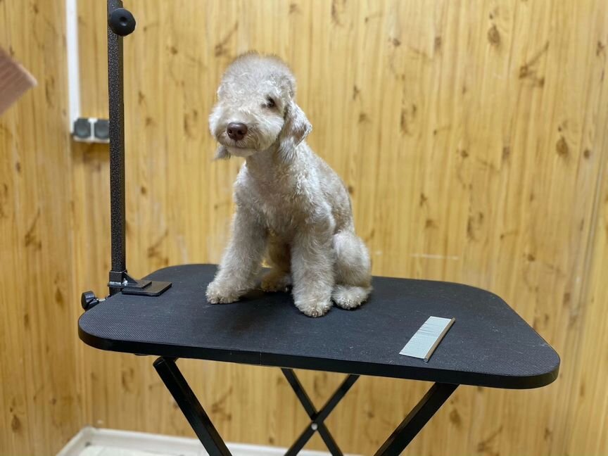 Бедлингтон терьер