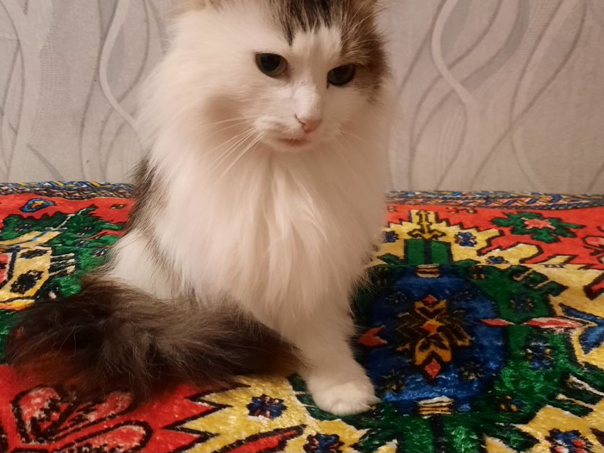 Кошка