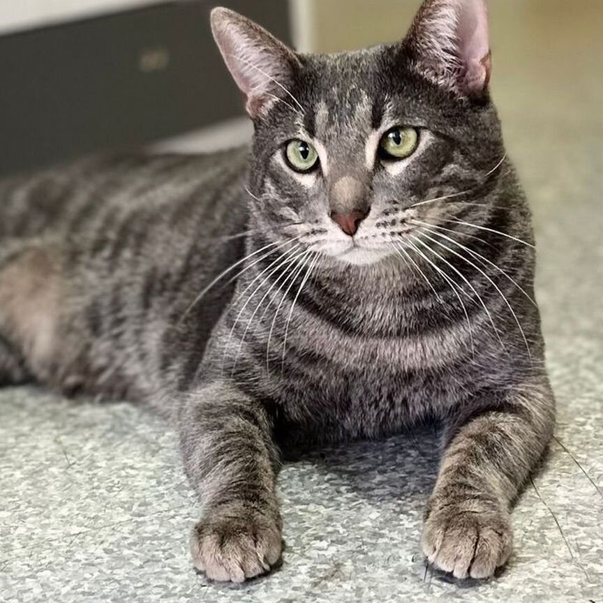 Взрослый кот в добрые руки