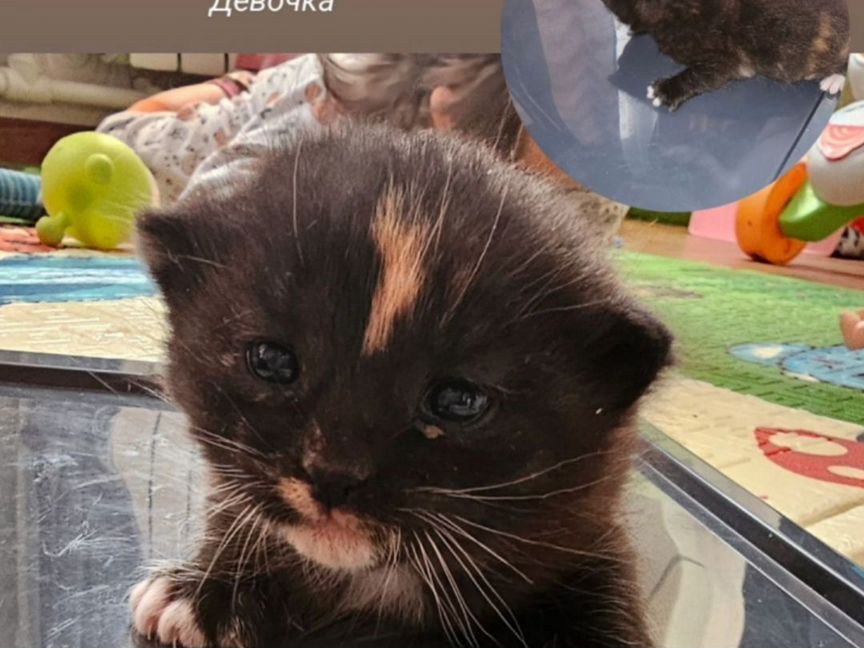 Вислоухий котёнок бронь до 5 апреля
