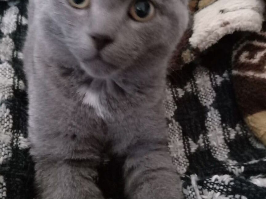 Отдам в хорошие руки котика 4 месяца