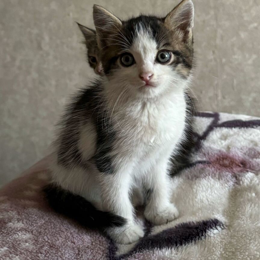 Отдам котенка в добрые руки