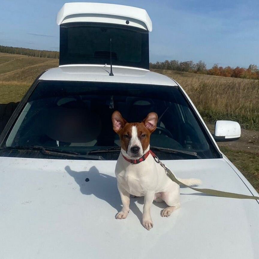 Вязка кобель джек рассел