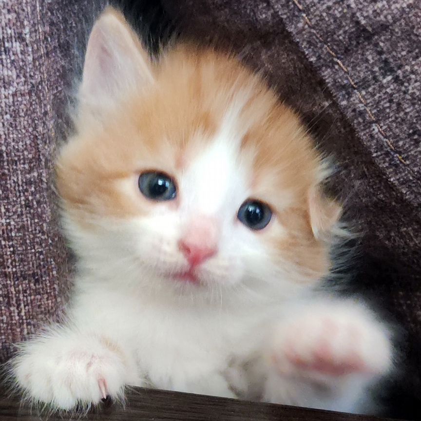 Котята в добрые руки приучены к лотку