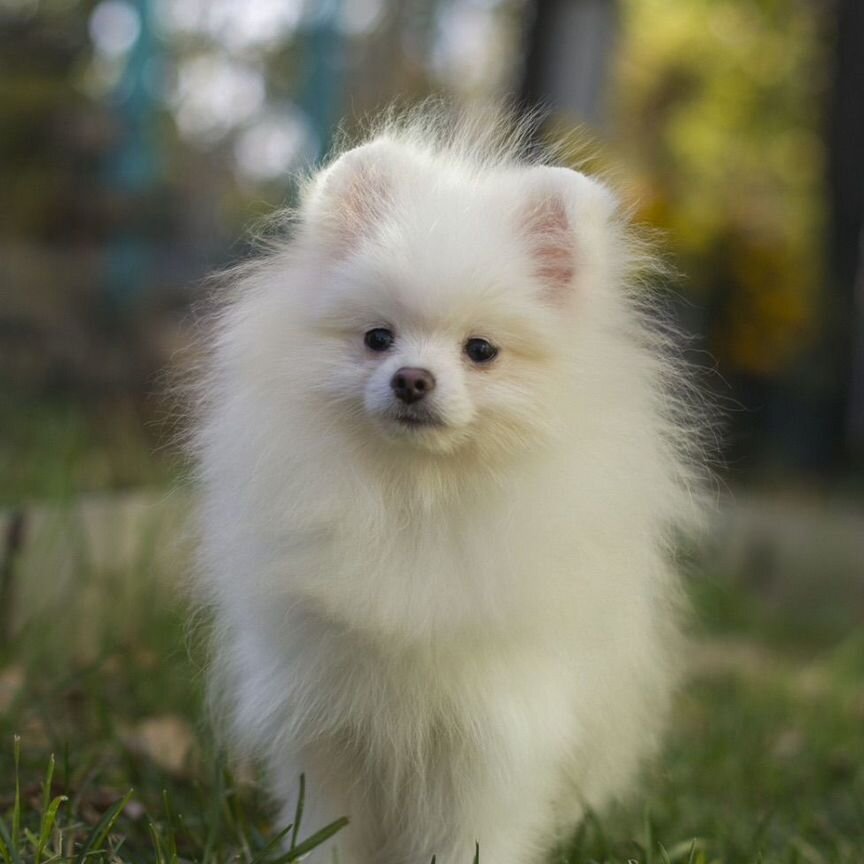 Шпиц белый мальчишка для любви