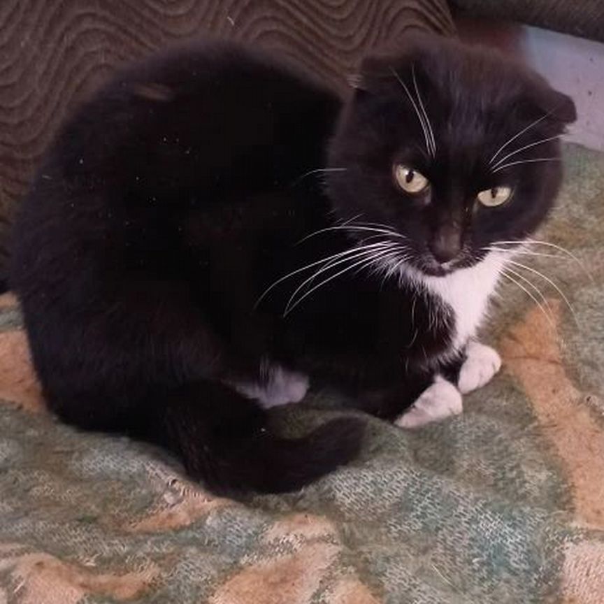 Взрослый кот в добрые руки