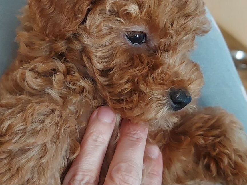 Щенки той-пуделя