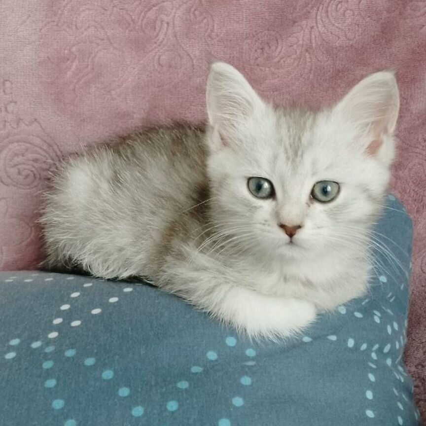 Шотландская киса
