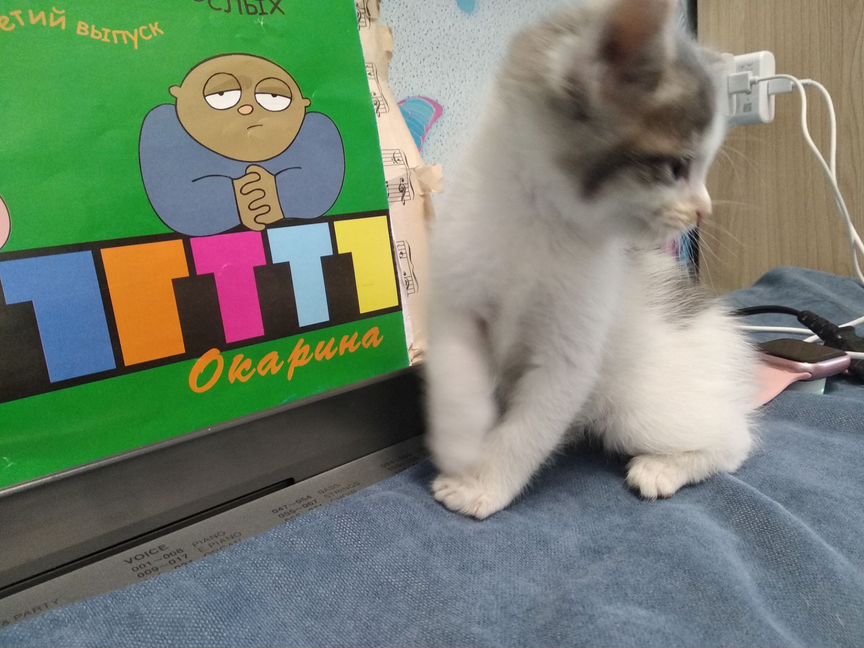 Кошка