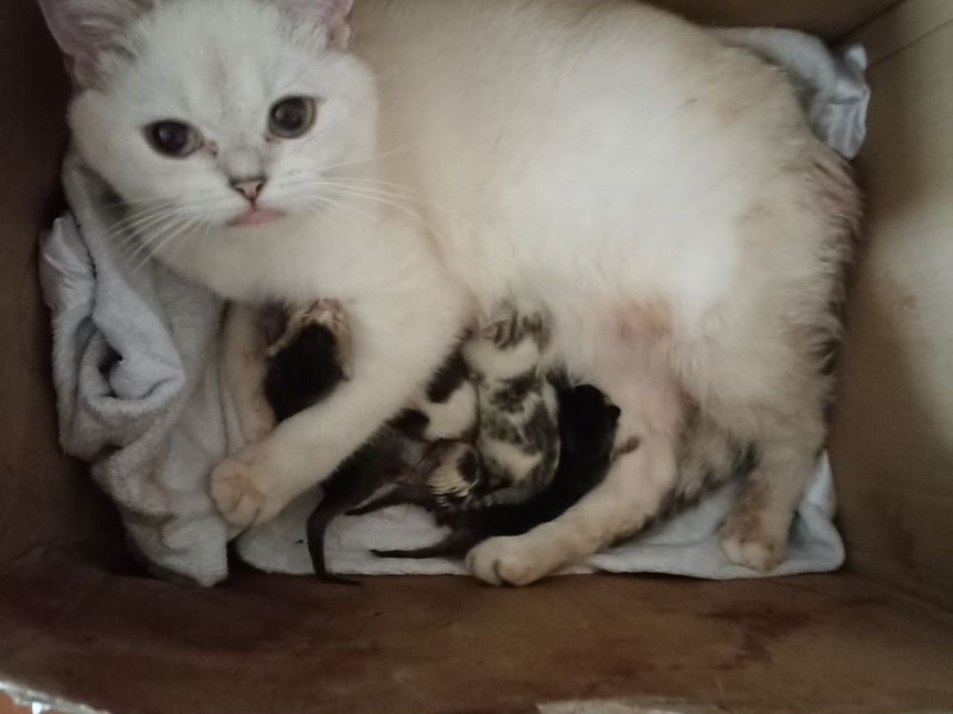 Котята в добрые руки